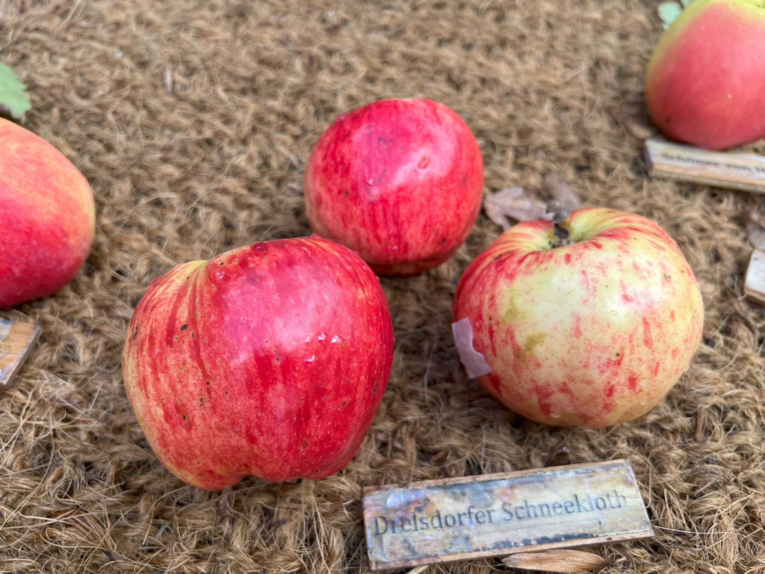 Drelsdorfer Schneekloth – Obst Hoffnung