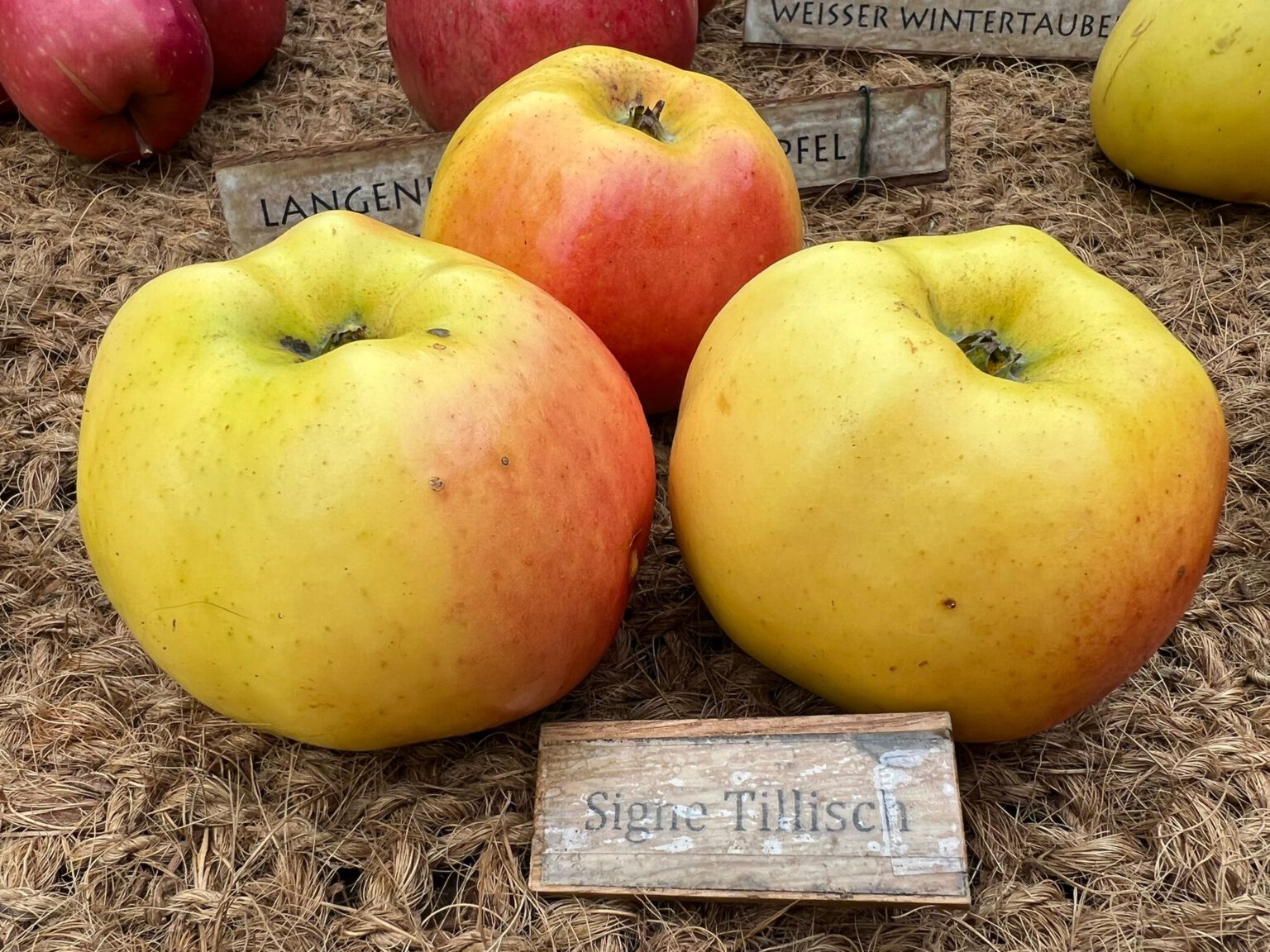 Signe Tillisch – Obst Hoffnung