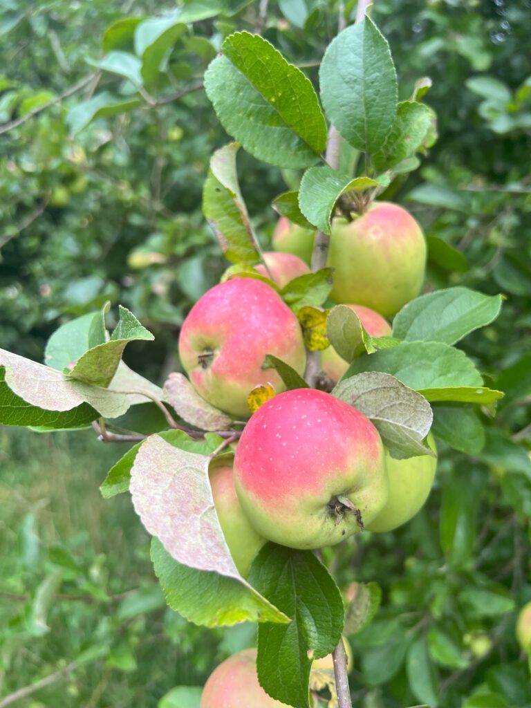 Ingrid Marie – Obst Hoffnung