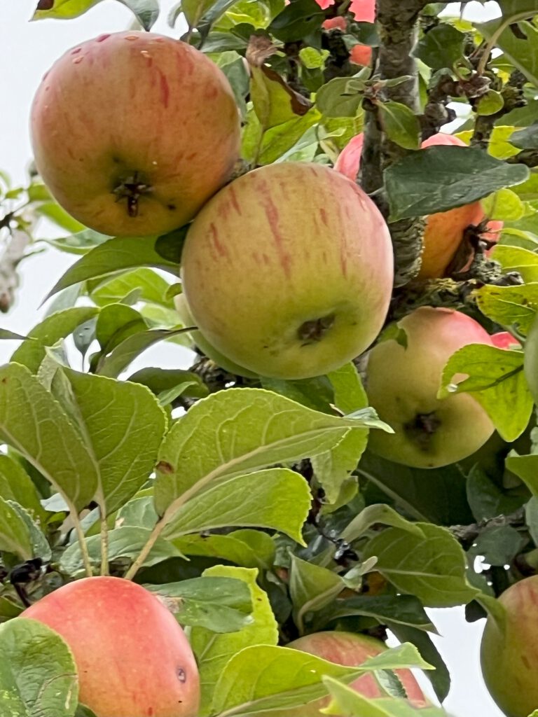 Ingrid Marie – Obst Hoffnung