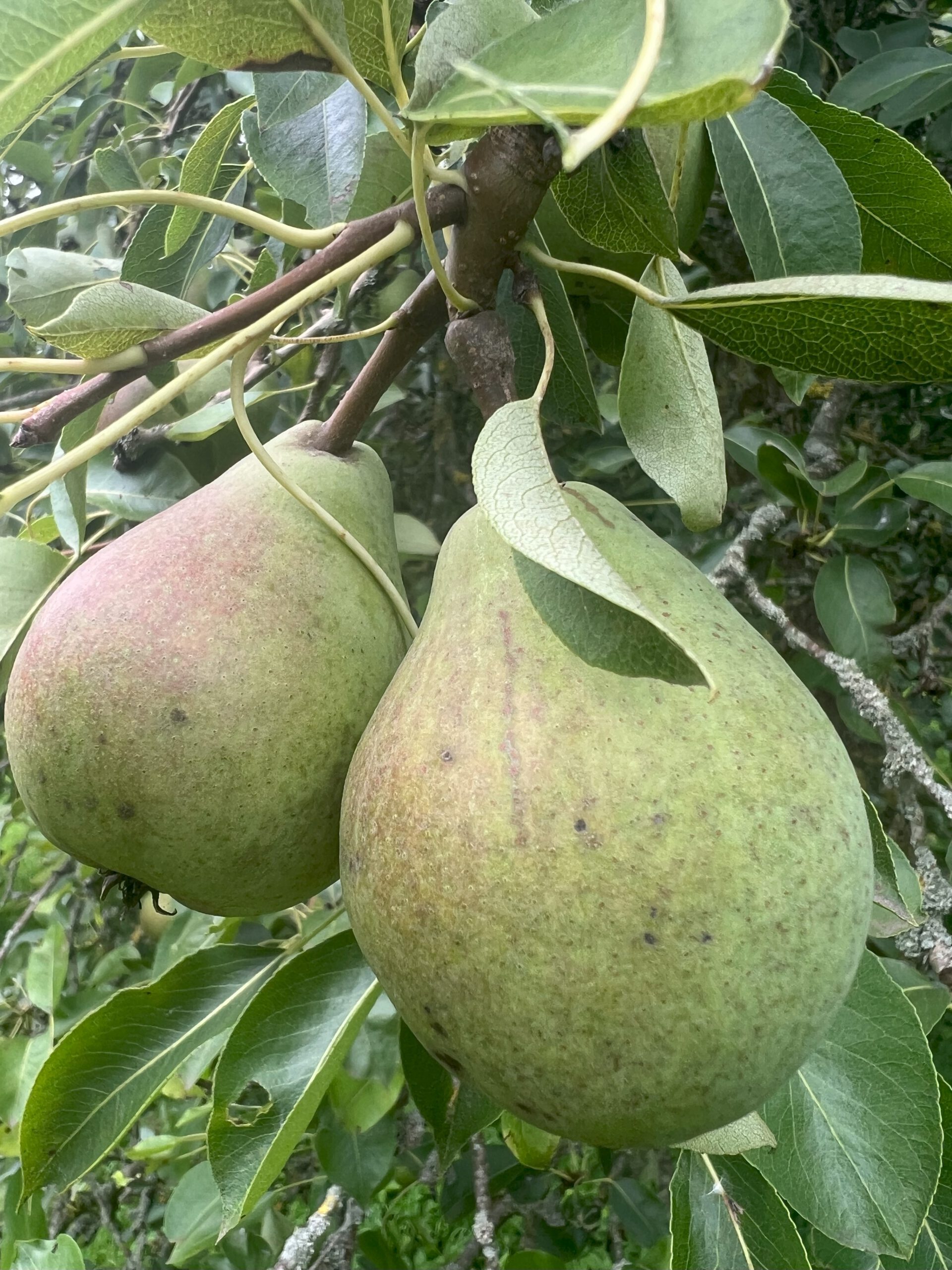 Alexander Lucas – Obst Hoffnung