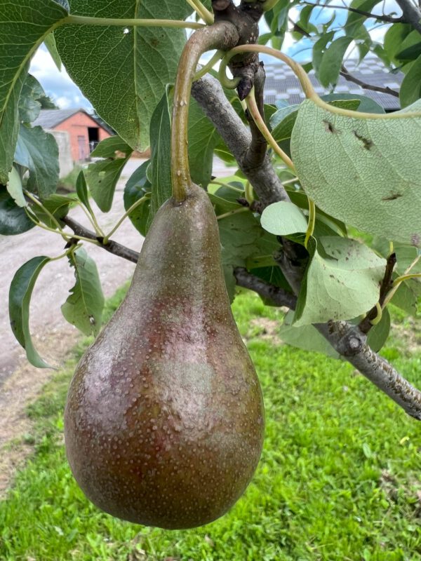 Boscs Flaschenbirne – Obst Hoffnung