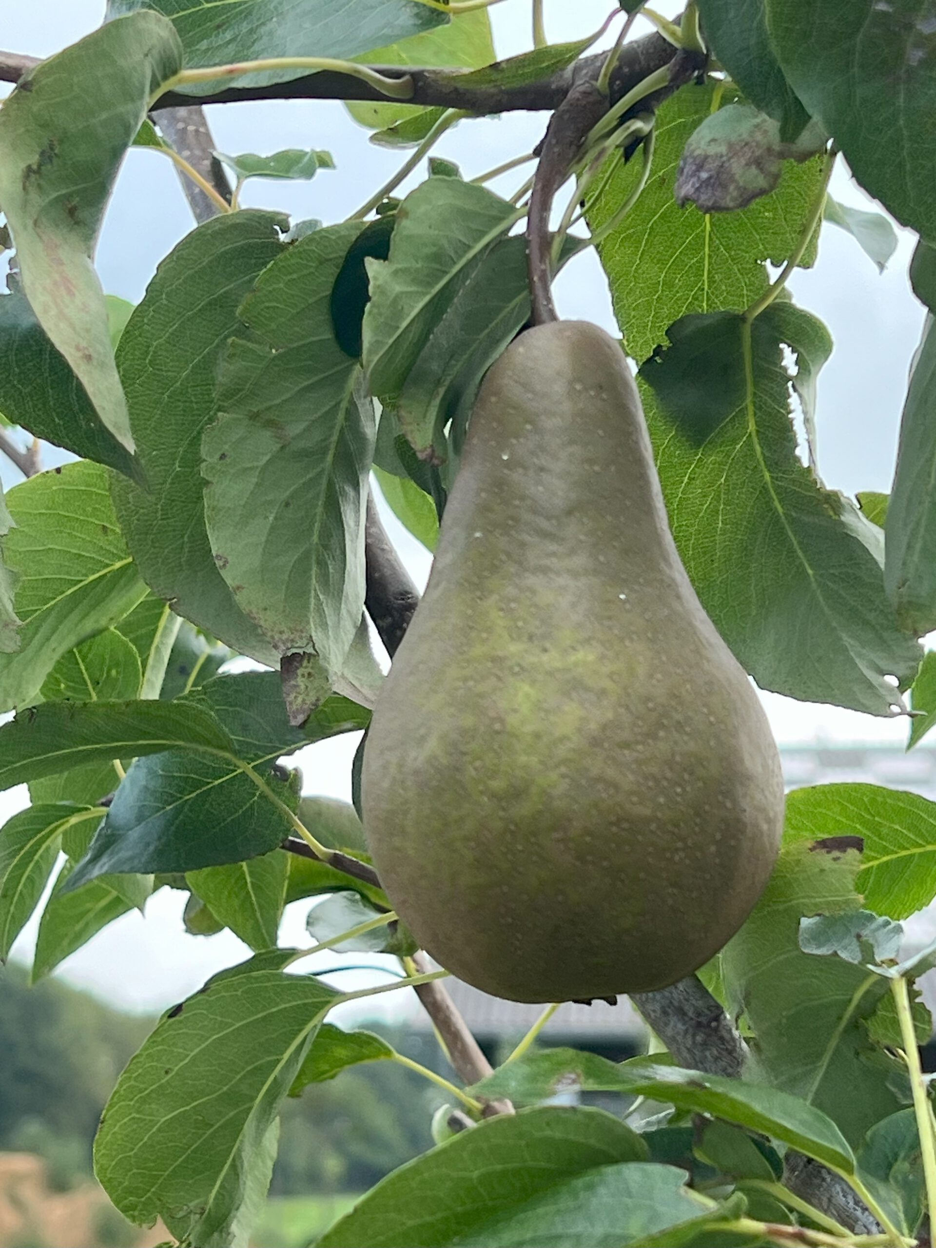 Boscs Flaschenbirne – Obst Hoffnung