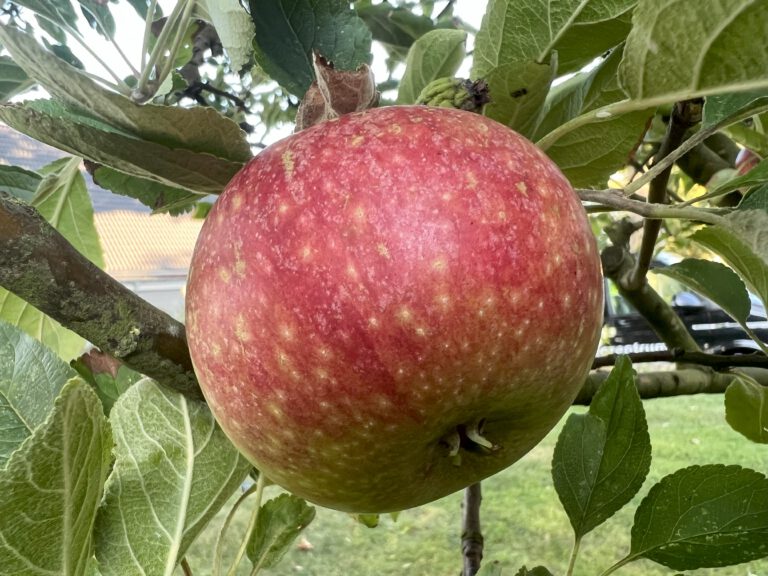 Ingrid Marie – Obst Hoffnung