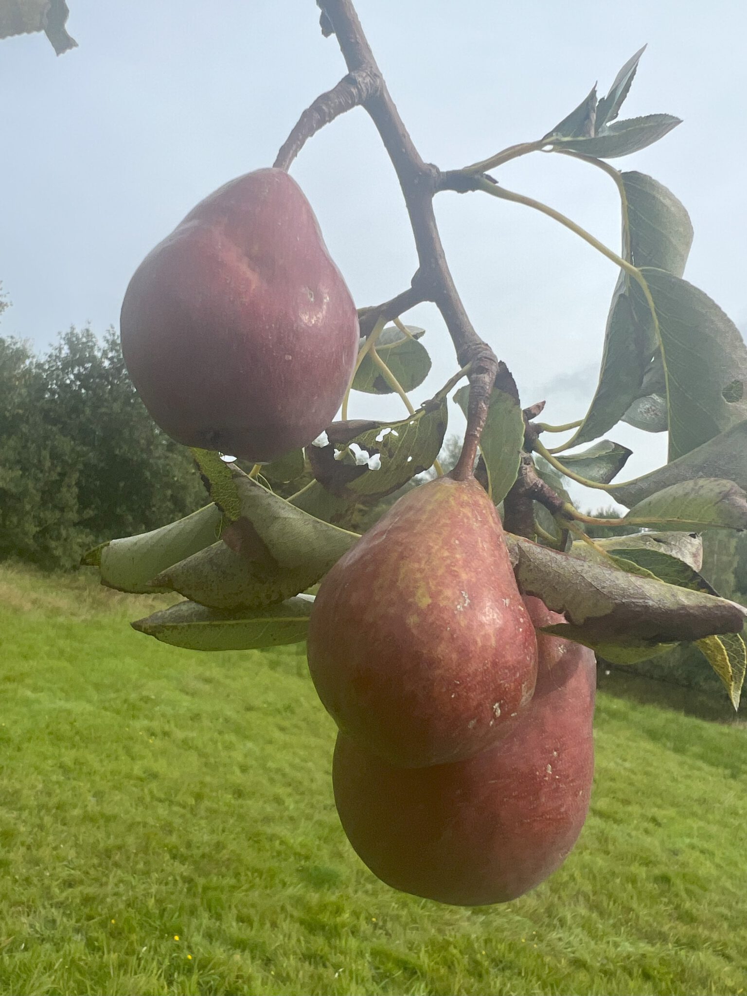 Roter Williams Christ – Obst Hoffnung