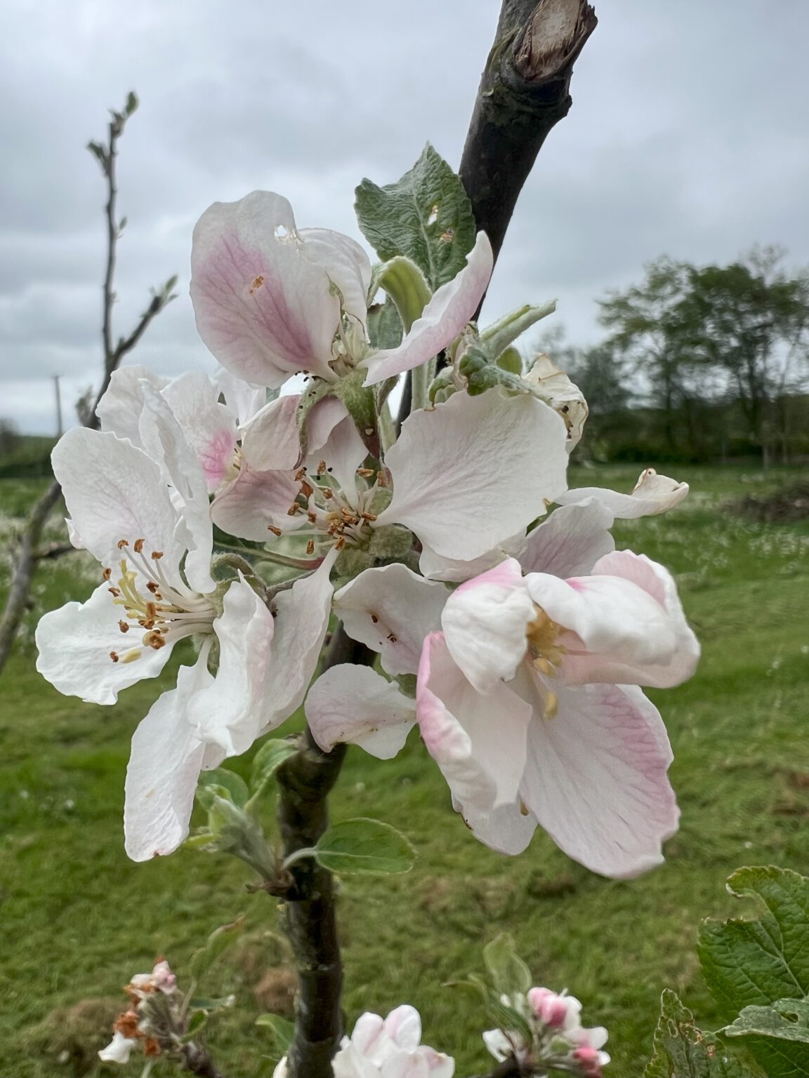 Ingrid Marie – Obst Hoffnung