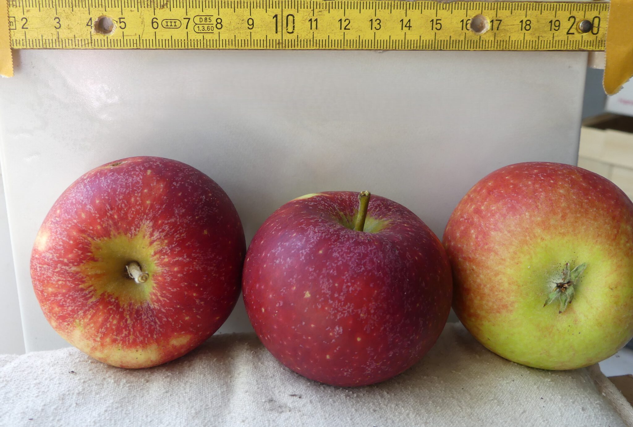 Ingrid Marie – Obst Hoffnung