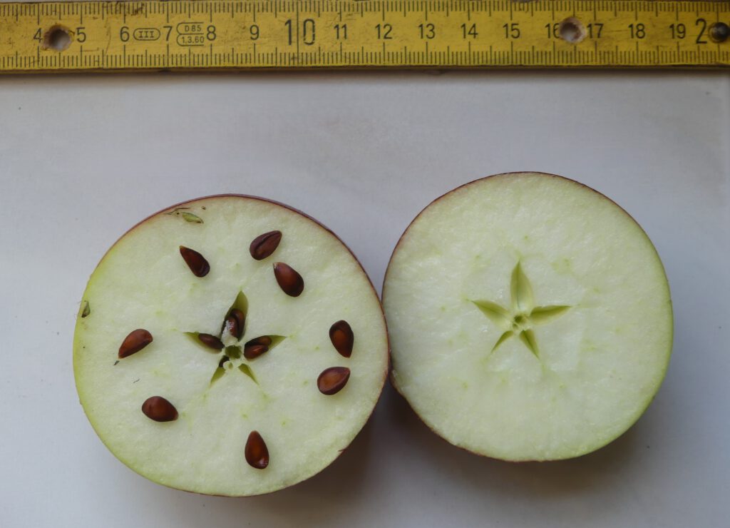 Ingrid Marie – Obst Hoffnung