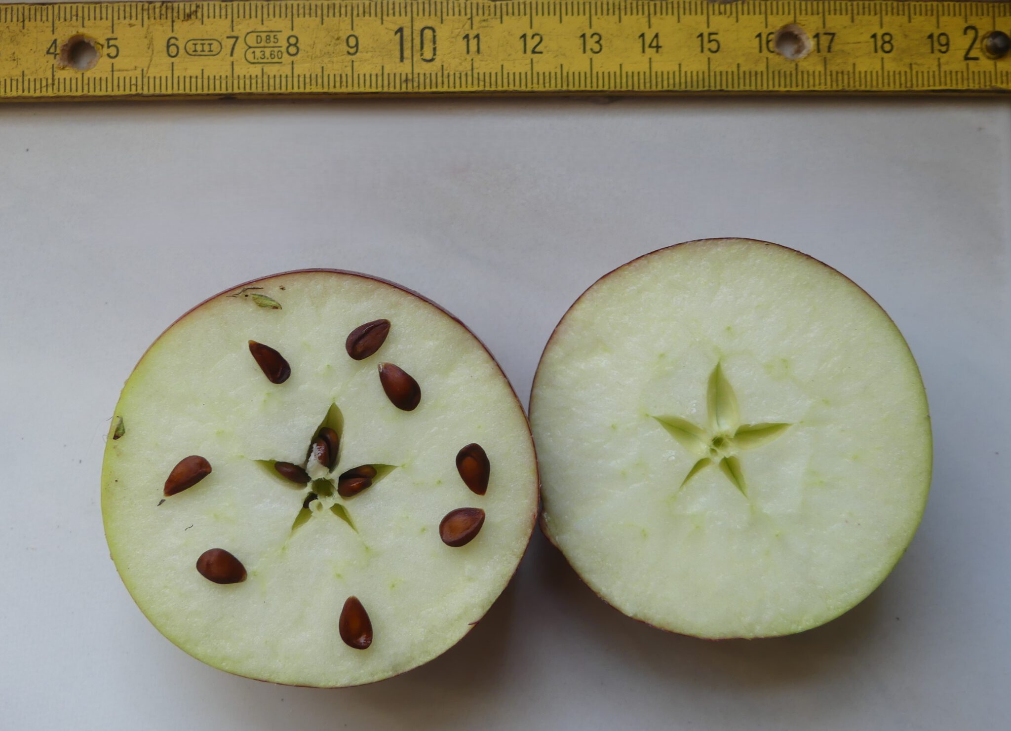 Ingrid Marie – Obst Hoffnung