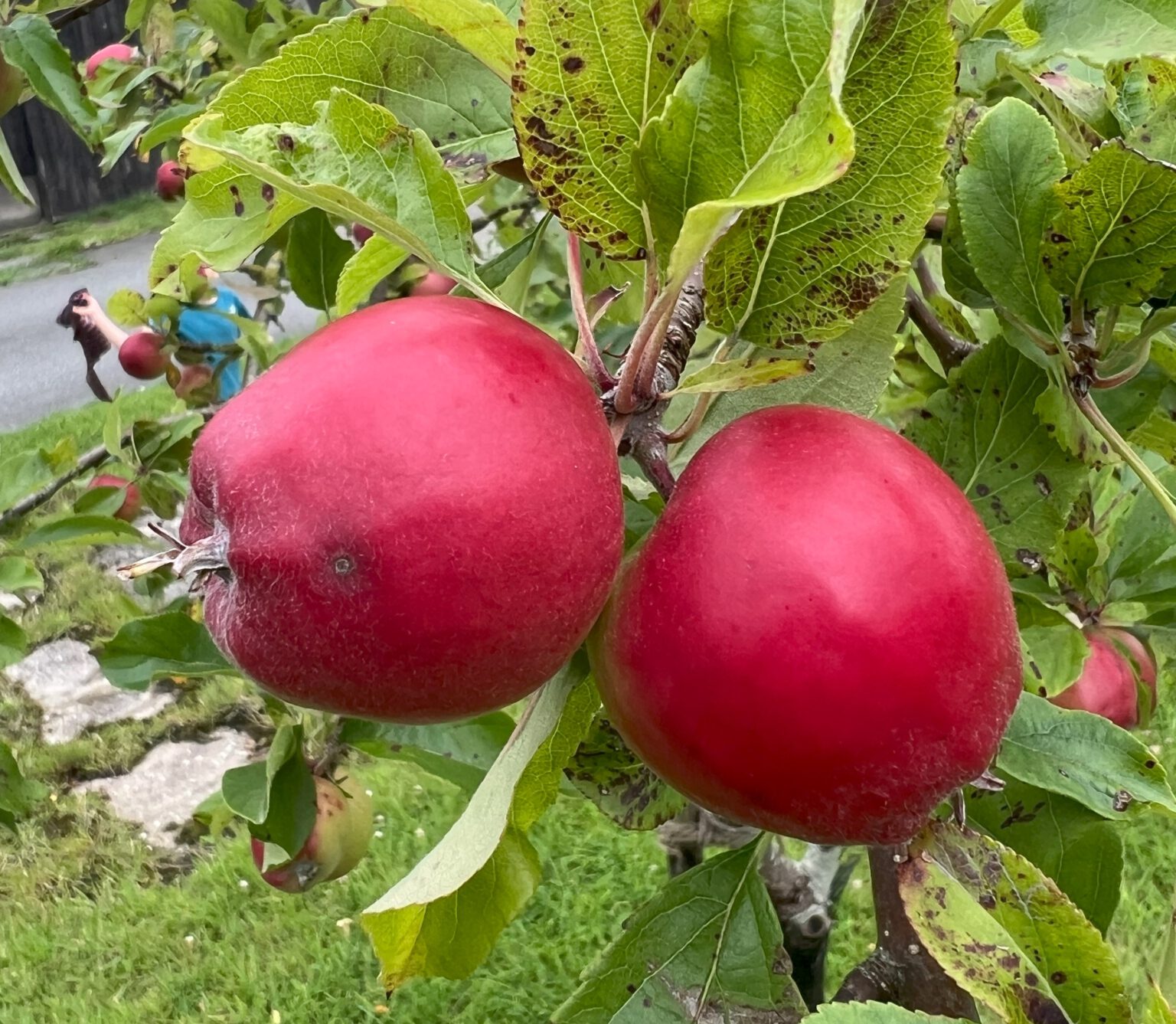 Gala – Obst Hoffnung