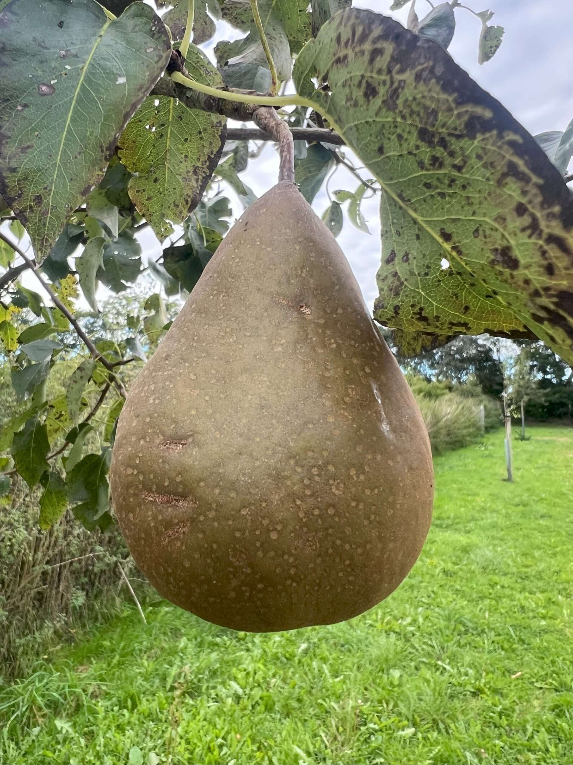 Boscs Flaschenbirne – Obst Hoffnung